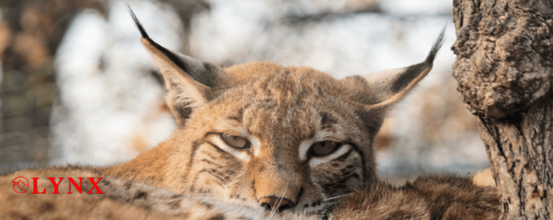 Our Management » Lynx Security Services Private Limited